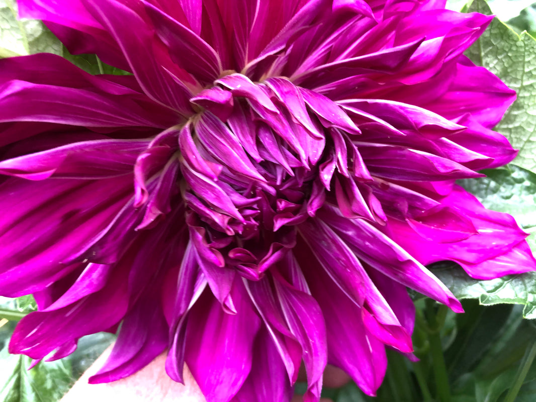 Products – Page 5 – Zach and Eli's Dahlia Tubers