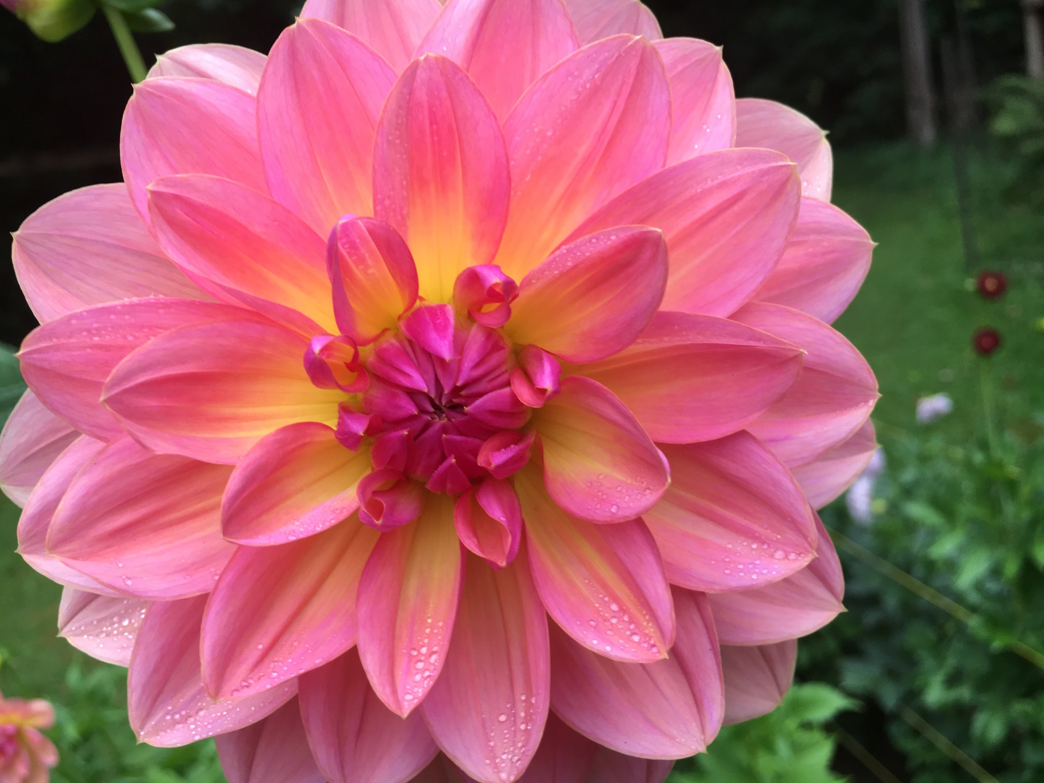 Padmi – Zach and Eli's Dahlia Tubers