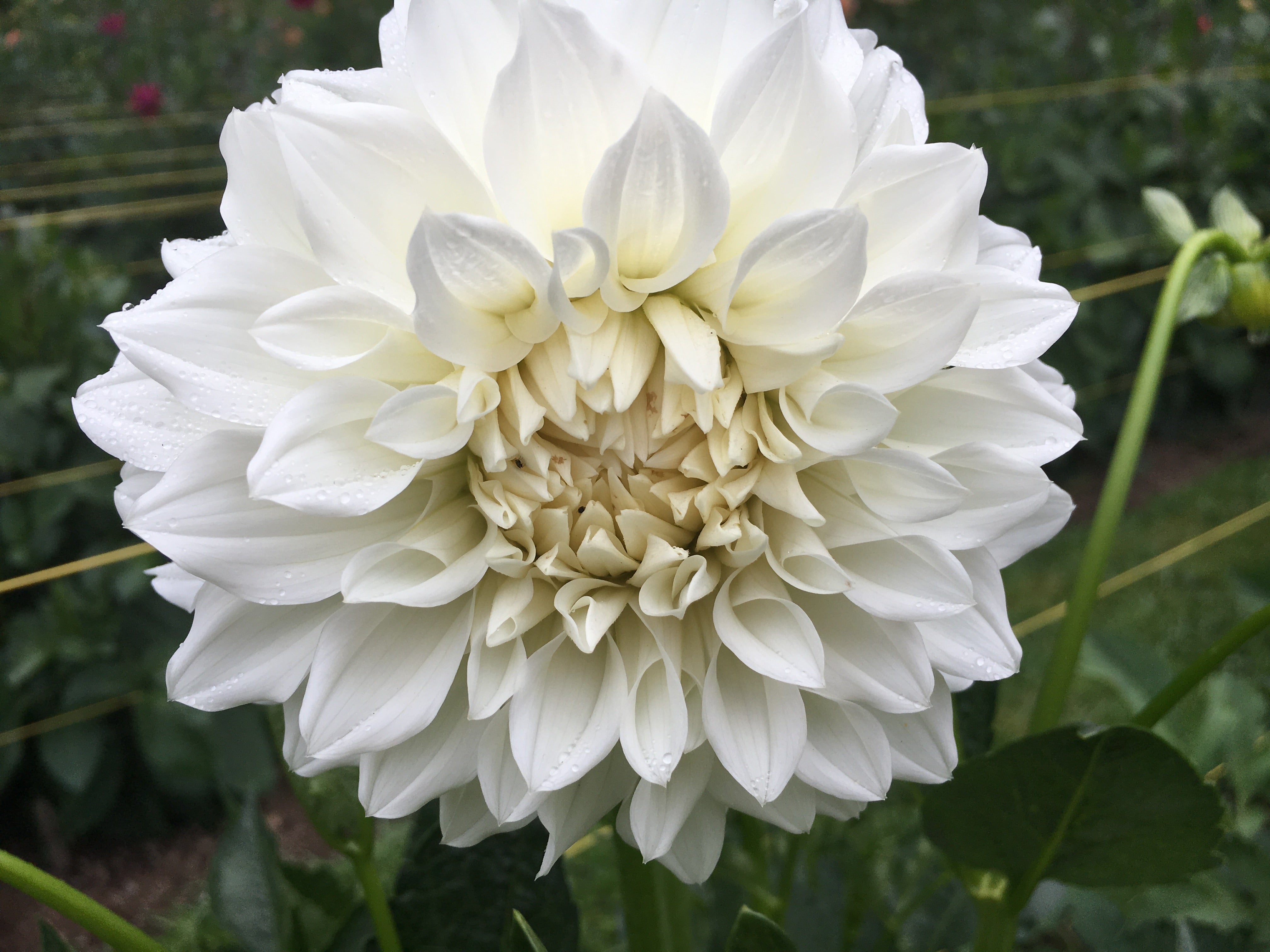 Prana Dahlia (aka Center Court Dahlia) – Zach and Eli's Dahlia Tubers