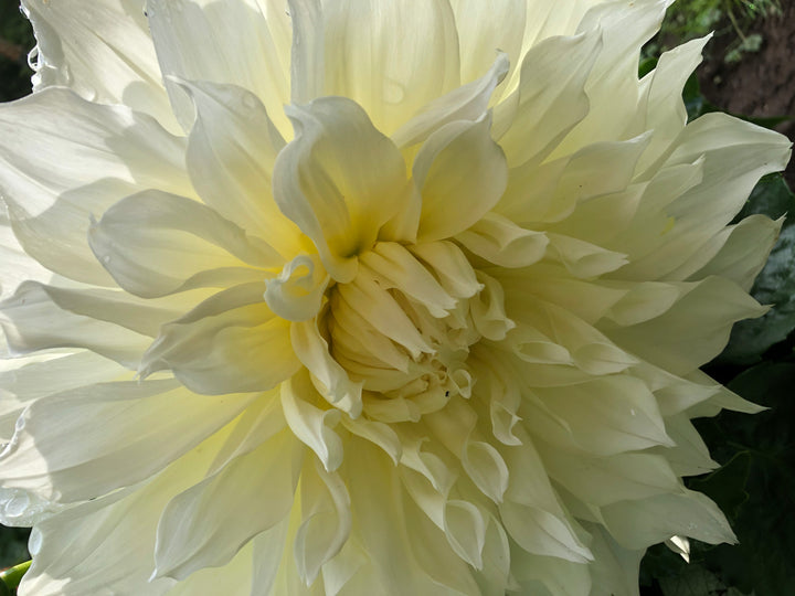 Products – Page 7 – Zach and Eli's Dahlia Tubers