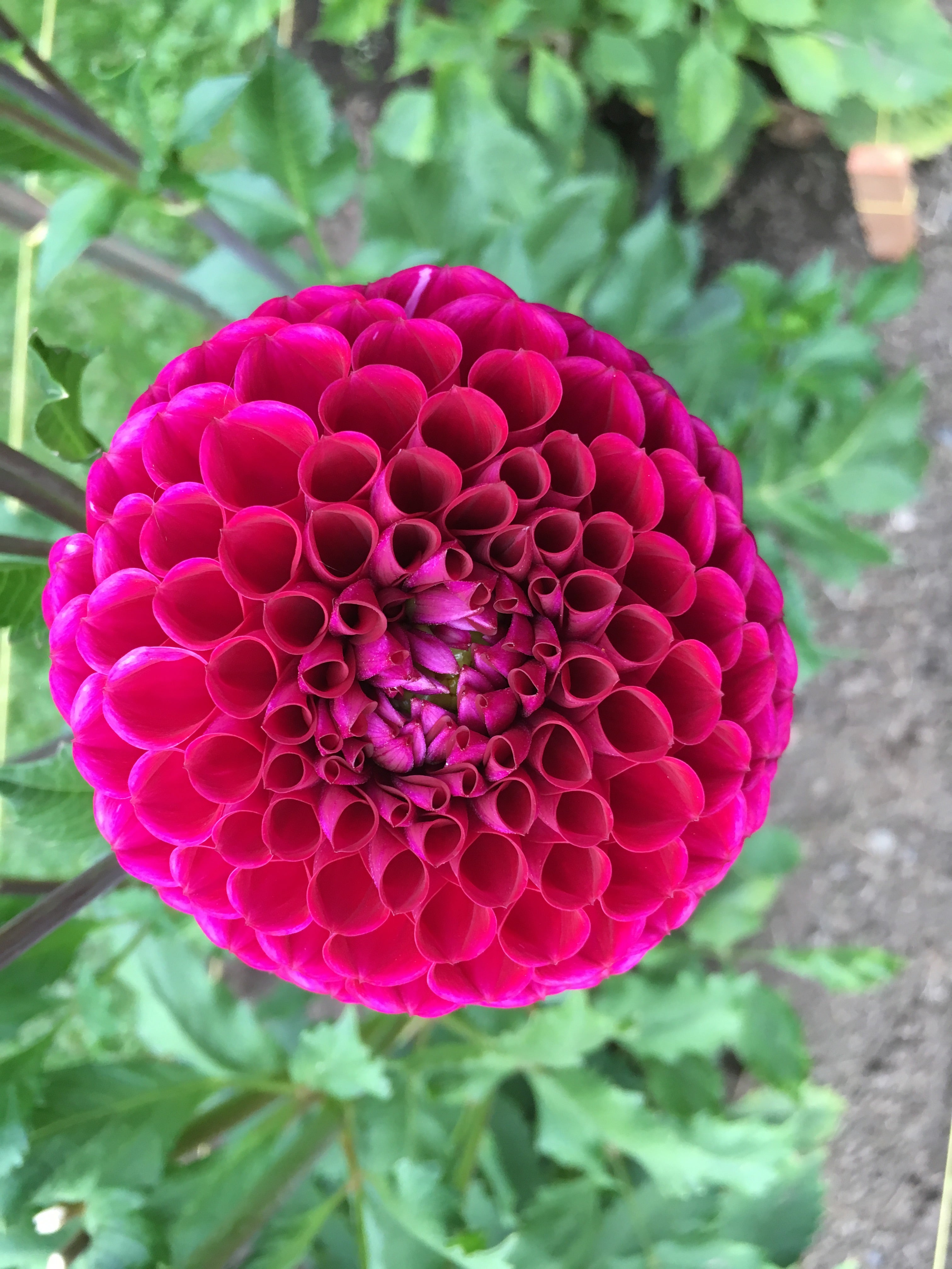 Sutra Dahlia (aka Cornel Dahlia) – Zach and Eli's Dahlia Tubers