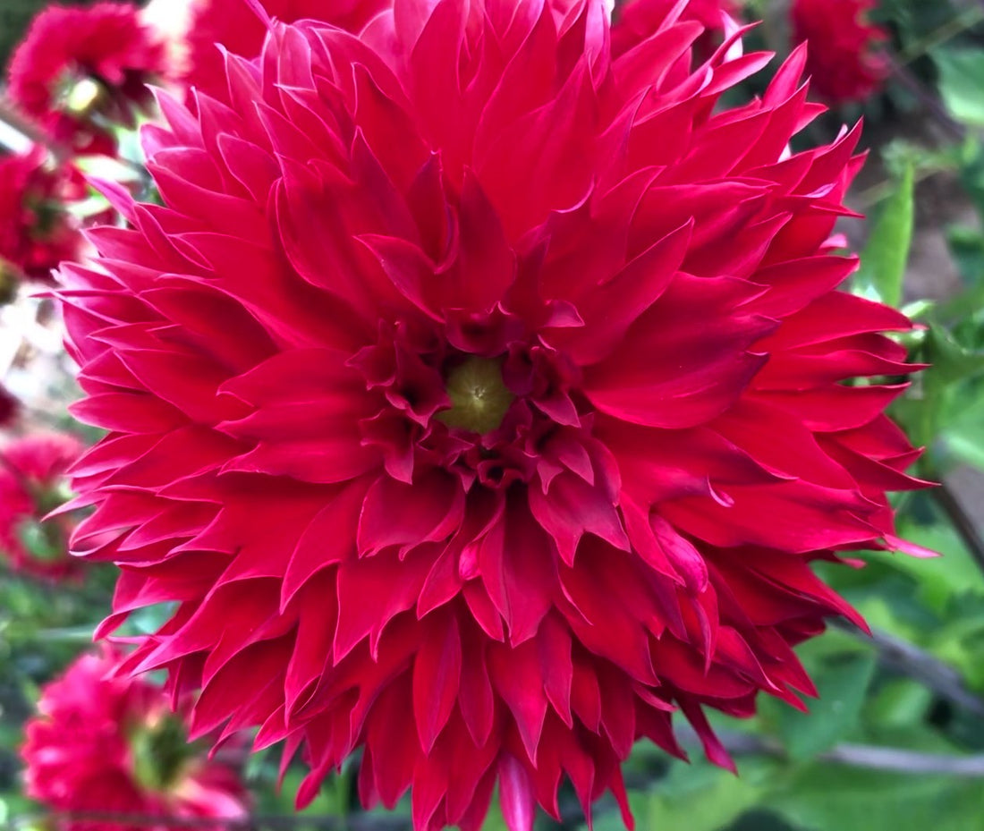 Vaju – Zach and Eli's Dahlia Tubers